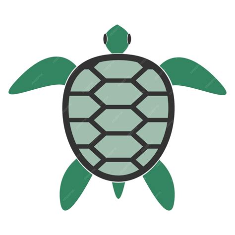 Premium Vector Turtle Vector Illustration Design