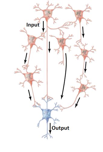 Aandp Synapses Continued And Neural Circuits Flashcards Quizlet