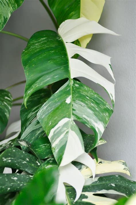 Epipremnum Epipremnum Pinnatum Variegata Or Epipremnum Pinnatum