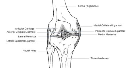 Do You Have An ACL Biomechanics In The Wild