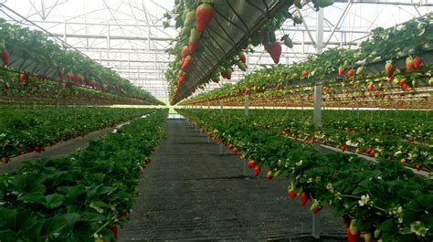 Cultivation Systems Professional Greenhouse