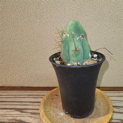 Trichocereus Bridgesii Monstrose Penis Cactus Furniture And Home Living
