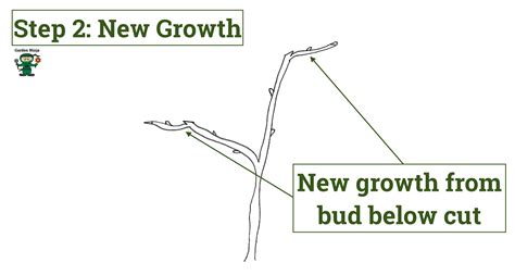 How To Prune An Apple Tree Ultimate Beginner Pruning Guide