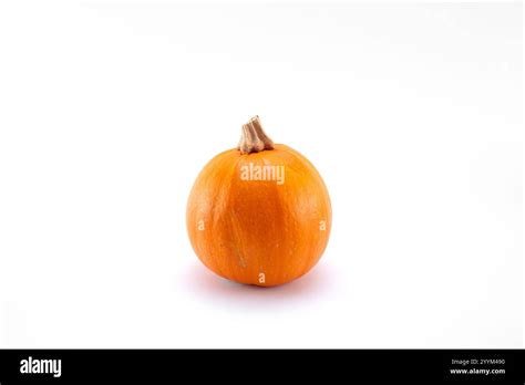 Mini Pumpkins Cut Out Stock Images And Pictures Alamy