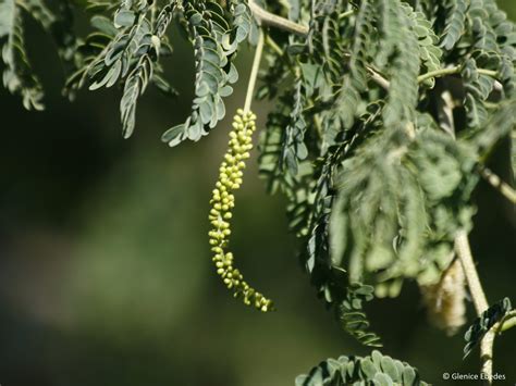 Faidherbia Albida Plantbook