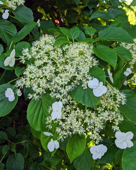 Rooting Climbing Hydrangeas The Martha Stewart Blog