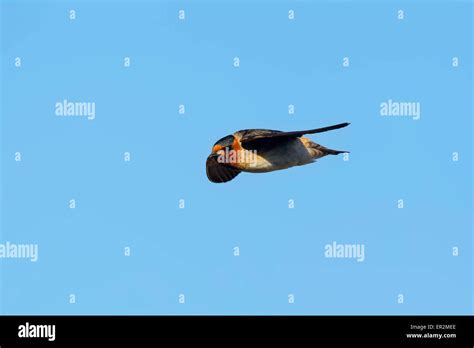 Cliff Swallow Hirundo Pyrrhonota Melanogaster Amado Santa Cruz County