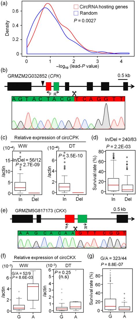 Figure From A Large Scale Circular Rna Profiling Reveals Universal Molecular Mechanisms
