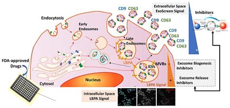 A Rapid Convergent Approach To The Identification Of Exosome Inhibitors In Breast Cancer Models