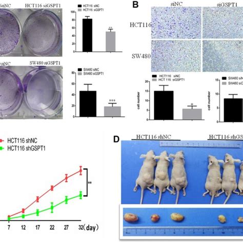 Gspt1 Knockdown Inhibits Colon Cancer Growth In Vitro And Vivo A