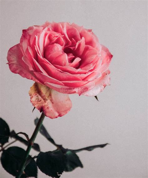 Late Bloomer How Those Late To Love Are Finding Support On Tiktok