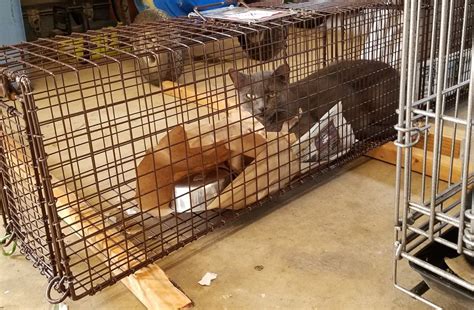 Feral Squad Pretoria Every Feral Kittys Biggest Dream Please Help