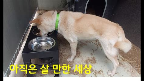 사람의 따뜻한 배려에 공장개 밥 먹을 때 목 경추가 편안해졌습니다 L 오랫동안 돌보아 온 저도 생각지도 못한 부분인데 공장 진돗개 경추 걱정해서 온 따뜻한 선물 Youtube