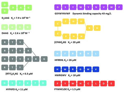 Representative Peptides With Measured Binding Affinity We Can Observe