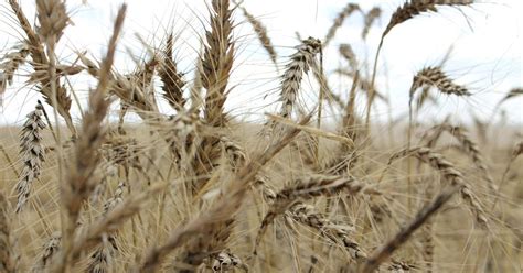Waterlogged Australian Wheat Crop Faces Extensive Quality Downgrades