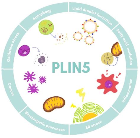 Cellular Functions Of Plin5 Major Processes In Which Plin5 Has Been Download Scientific