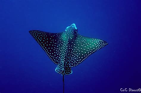 Island Divers Hawaii Added A New Photo Island Divers Hawaii