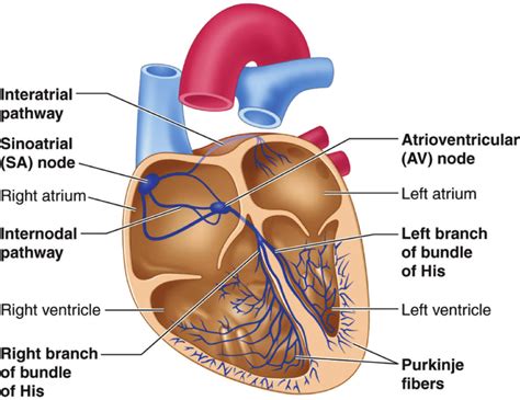 Electrical Conduction System Of The Heart The Figure Illustrates The