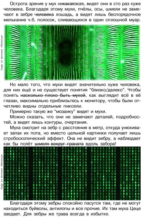 Почему зебры полосатые? | Пикабу