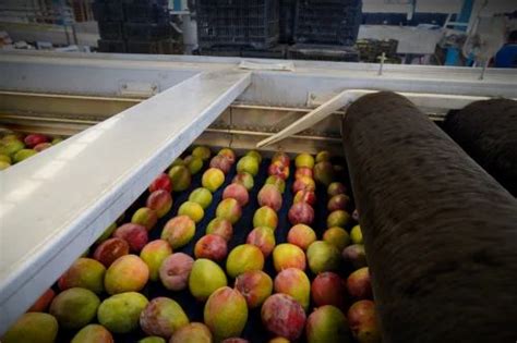Mango Sorting And Grading Line At Rs 2800000 Lemon Grading Machine In