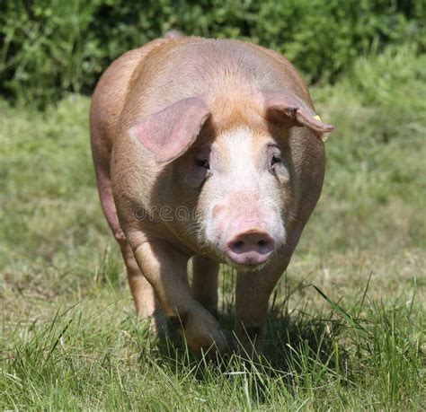 Pasto De Cerdos Duroc De Gama Libre En Pastos Imagen De Archivo