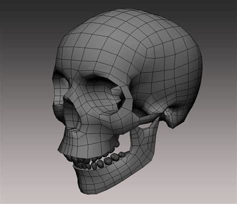 인간의 두개골 3d 모델 7 Obj Fbx Free3d