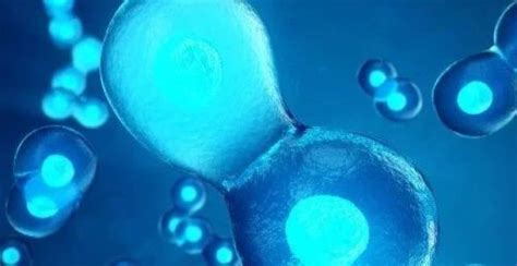 【cell子刊】世界首次！中国科学家利用干细胞造出人工 猴胚胎”腾讯新闻