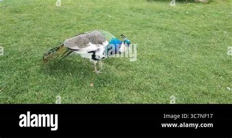Peacock Mating Dance Peahen Stock Videos And Footage Hd And 4k Video