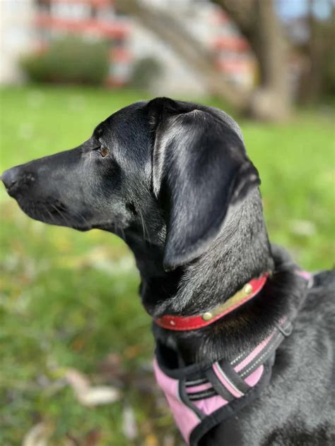 Kas Oled NÄinud Pärnumaal Kadus Punase Kaelarihmaga Must Koer Dzudi