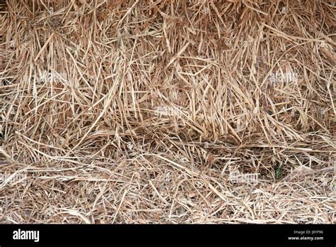 Stack Heu Haufen Haufen Stroh Futter Landwirtschaft Landwirtschaft