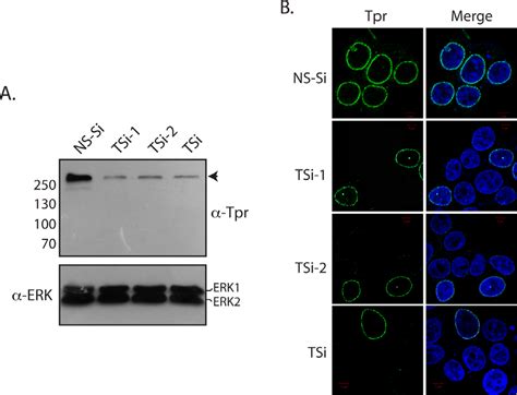 Figure 1 From Localization Of Nucleoporin Tpr To The Nuclear Pore Complex Is Essential For Tpr