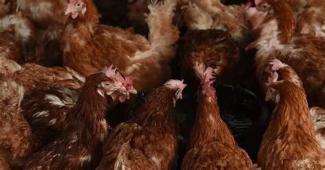 Birds Culled In Sussex After Avian Flu Detected In Bexhill Sussexlive