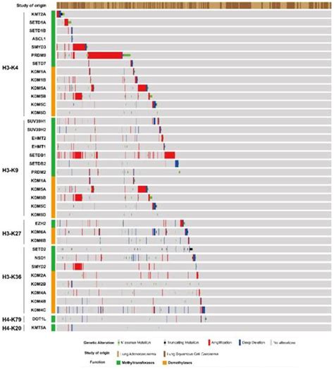 The Molecular Landscape Of Histone Lysine Methyltransferases And