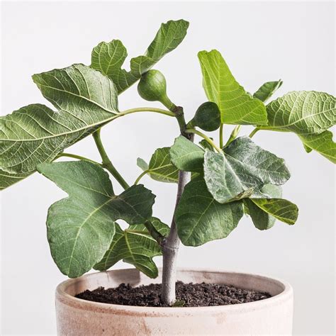 Fignomenal Fig Dwarf Tree For Small Spaces Everglades Farm
