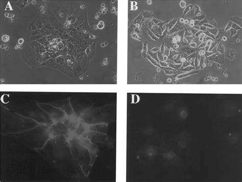 In Vitro Culture Of Wild Type And Mutant Cardiac Myocytes Cardiac Download Scientific Diagram