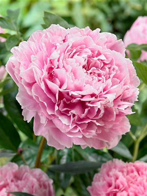 Peony Roots Sarah Bernhardt Dutchgrown™