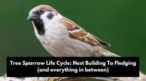 Tree Sparrow Life Cycle Nest Building To Fledging And Everything In Between Binocular Base