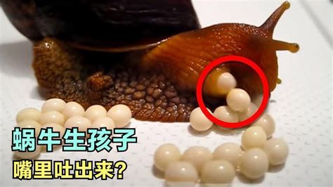 各类动物是怎么生孩子的蜗牛居然会下蛋而且是从嘴里吐出来 高清1080P在线观看平台 腾讯视频