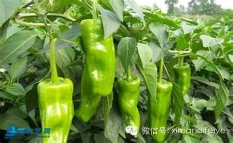 辣椒的施肥技术 喜满地 新农资360网土壤改良果树种植蔬菜种植种植示范田品牌展播农资微专栏