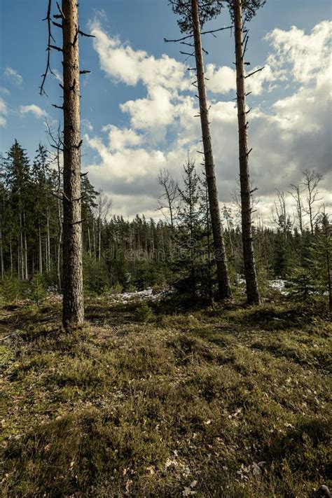 Naked Winter Forest With Trees And No Snow Stock Photo Image Of Park Pine