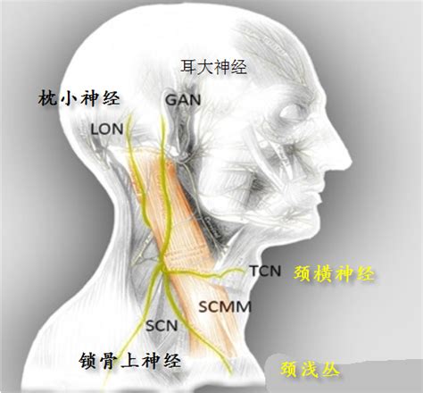 详解最新颈丛神经阻滞方法 好大夫在线