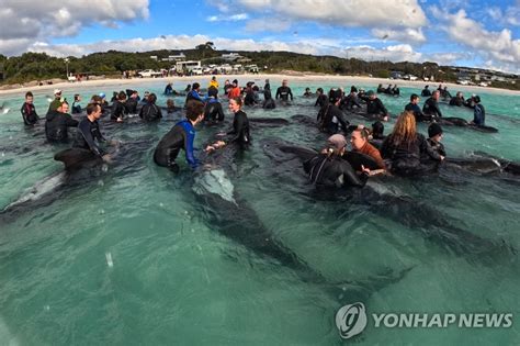 호주 해변에 좌초된 돌고래떼 구조 끝내 실패45마리 안락사 나무뉴스