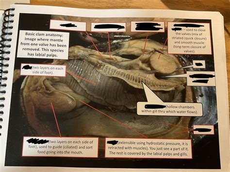 Basic Clam Anatomy Diagram Quizlet