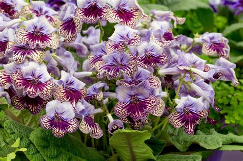 26 Facts About Streptocarpus