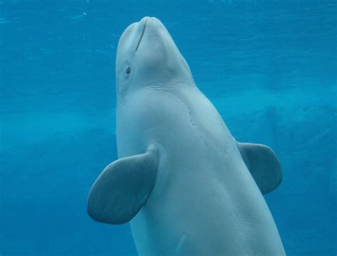 Cute Beluga By Saphiriel On Deviantart