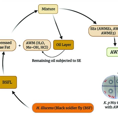 Schematic Diagram For Isolation Of Bioactive Compounds From H