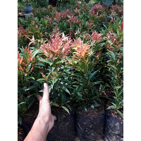 Jual Tanaman Hias Pucuk Merah Pohon Pucuk Merah Shopee Indonesia