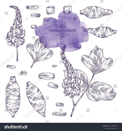 Collection Pueraria Lobata Pueraria Lobata Plant Stock Vector Royalty