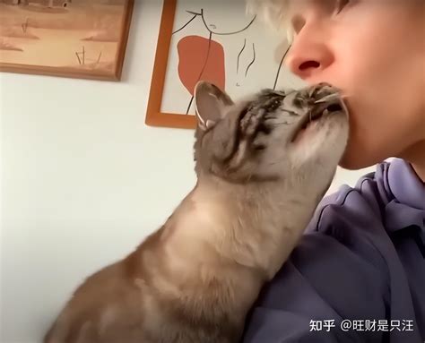 养久了才知道，猫“舔主人”不同部位时，含义不同！ 知乎