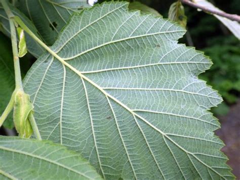 Manchurian Alder